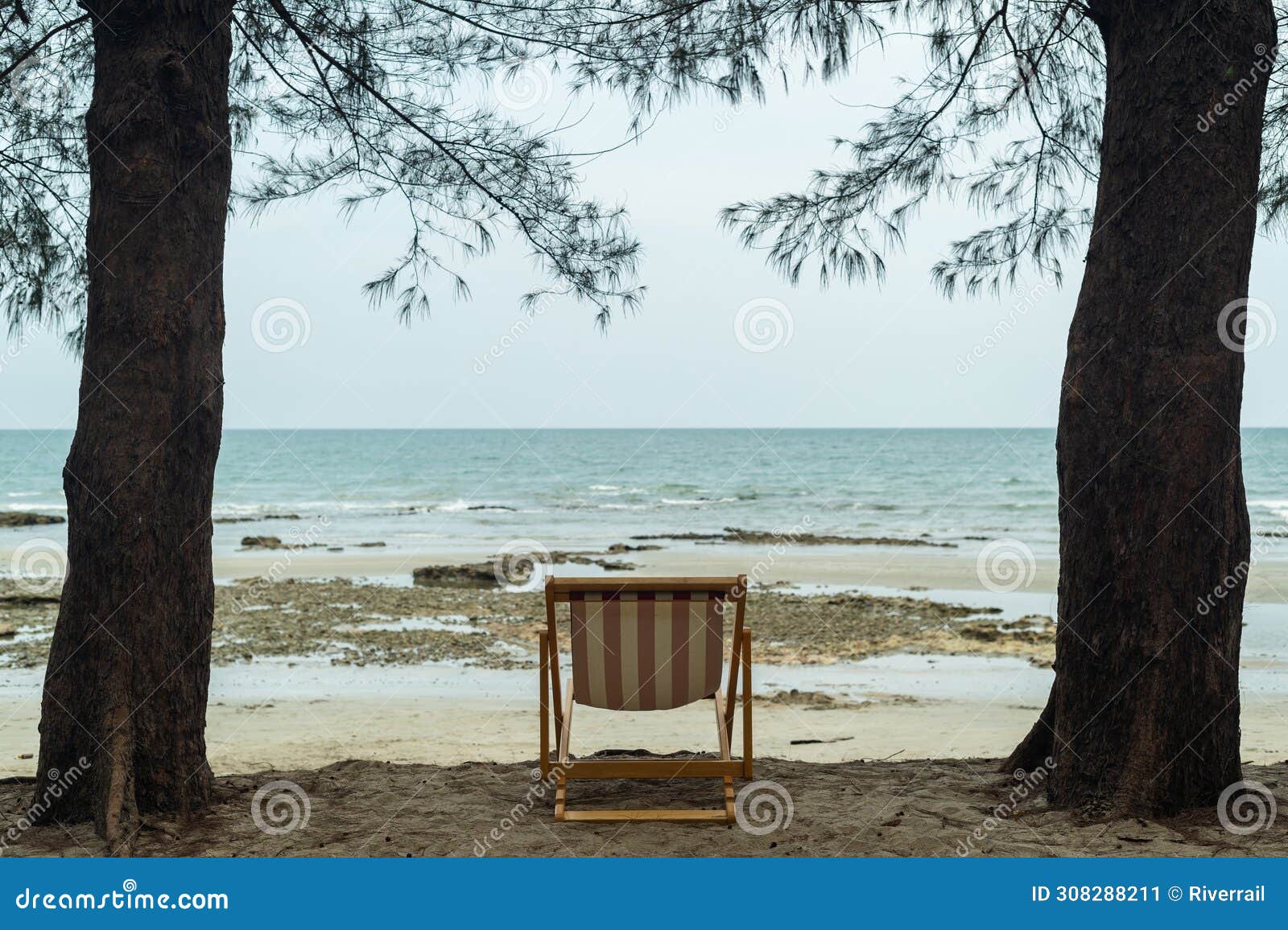 Beach Chairs on the Seaside Under Pine Trees Stock Image - Image of ...