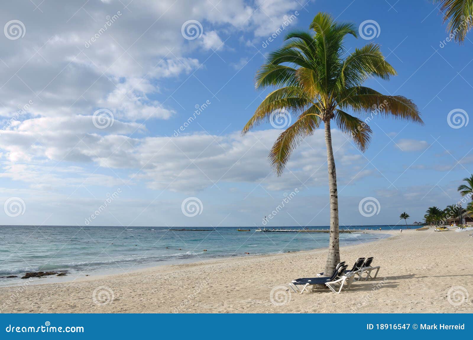 Beach Chairs Under Palm Tree on Tropical Beach Stock Image - Image of ...