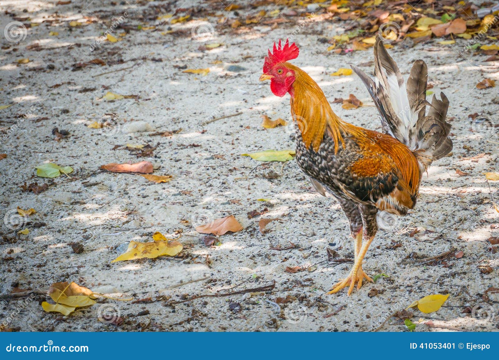 Beach Chicken stock image. Image of travel, beach, islands - 41053401