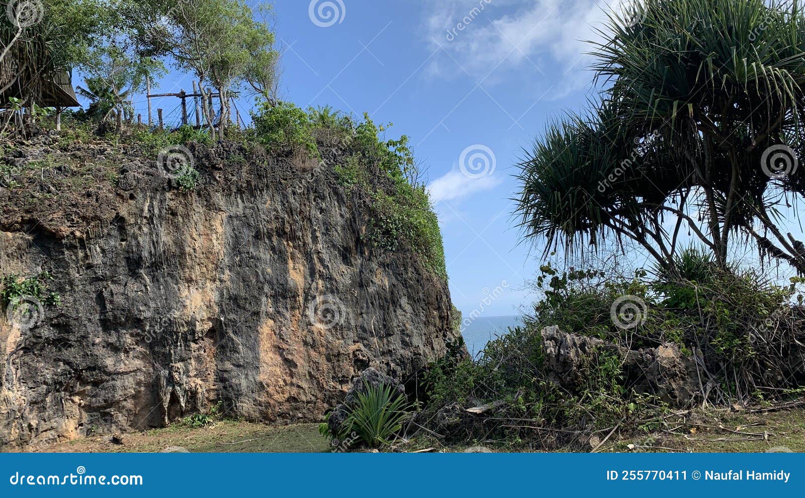 Beach cliff stock image. Image of flower, terrain, yogyakarta - 255770411