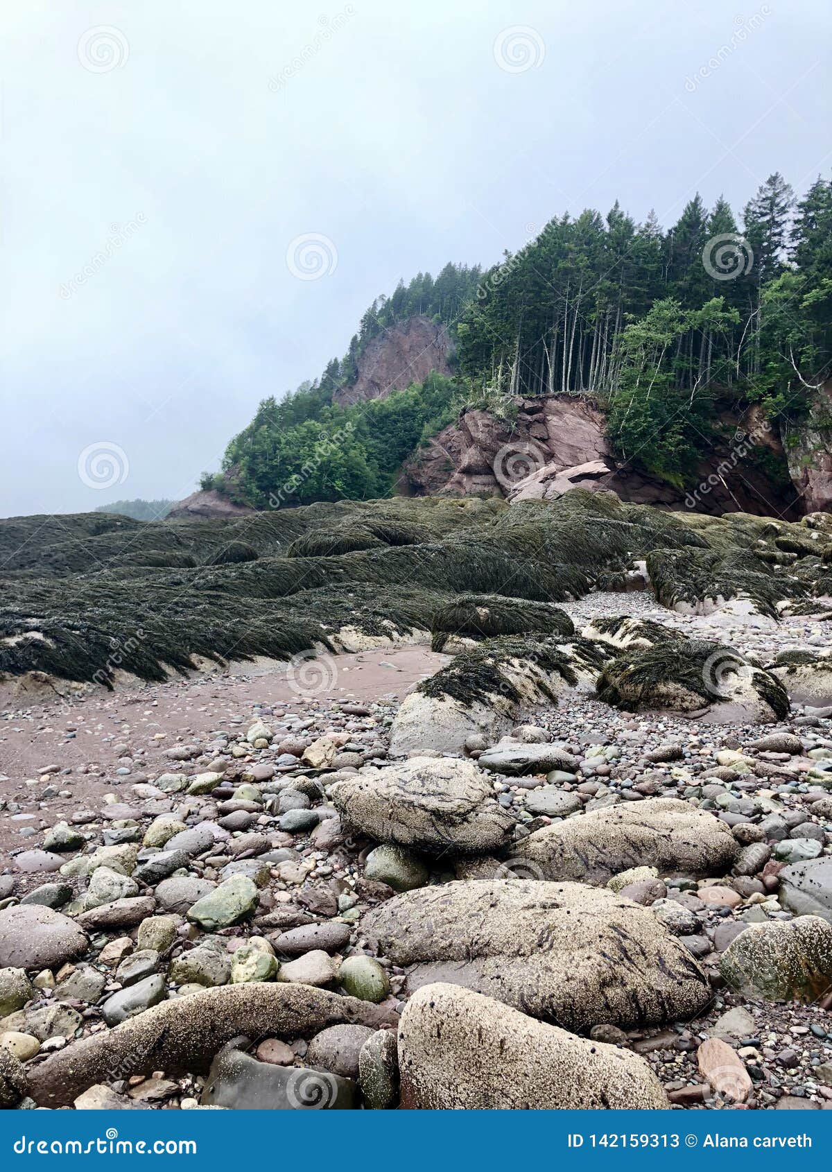 Beach cliffs stock image. Image of forested, explore - 142159313