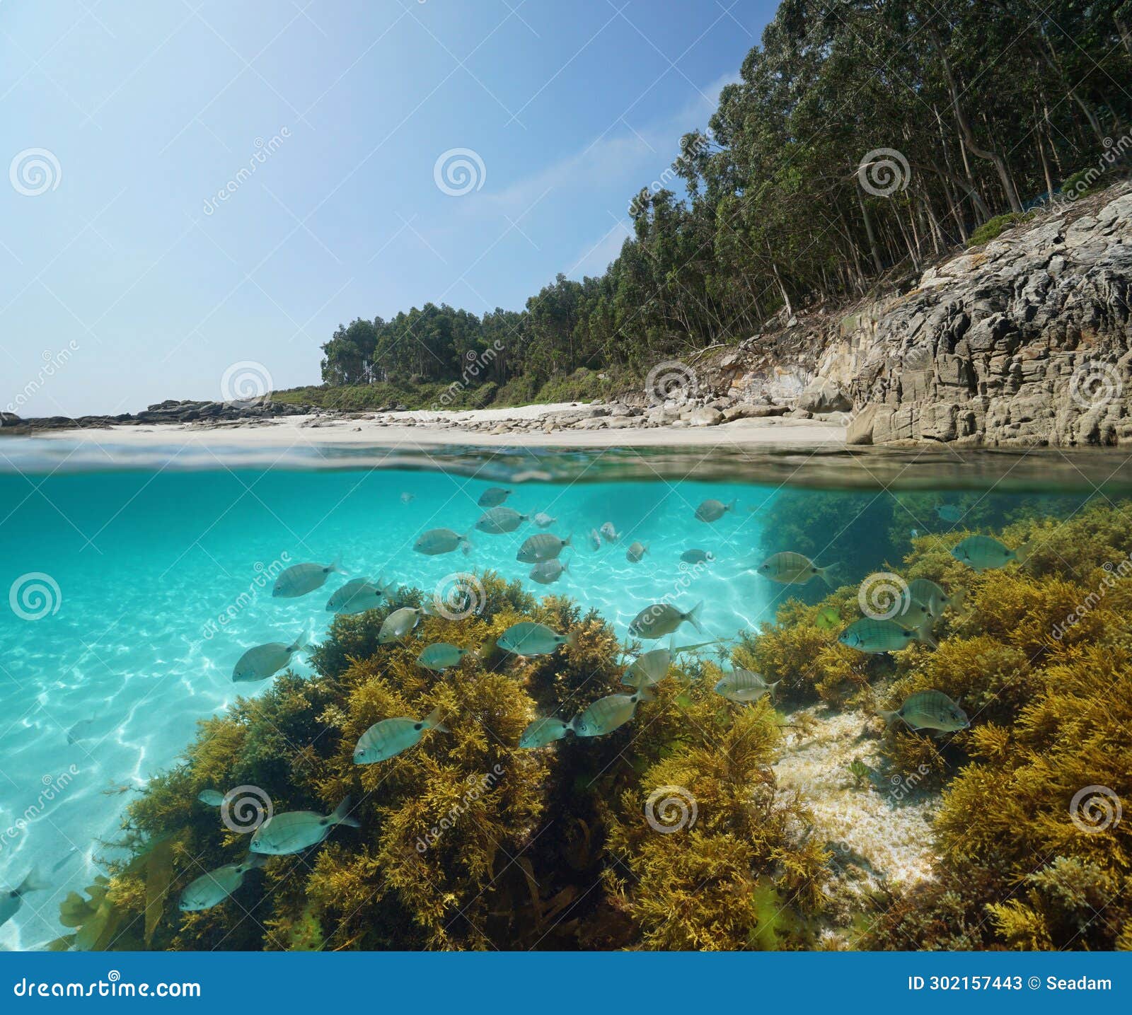 Beach Coastline and Fish Underwater Atlantic Ocean Spain Stock Image ...