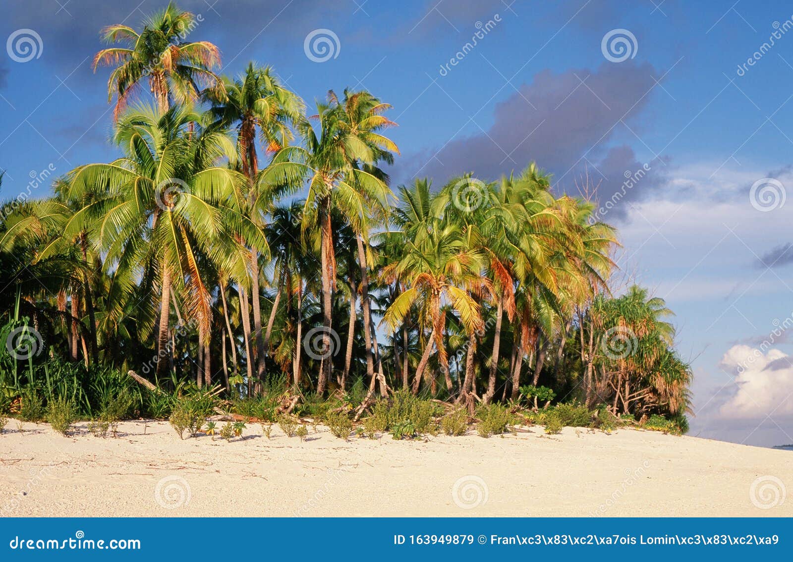 Beach with coconut tree stock image. Image of family - 163949879
