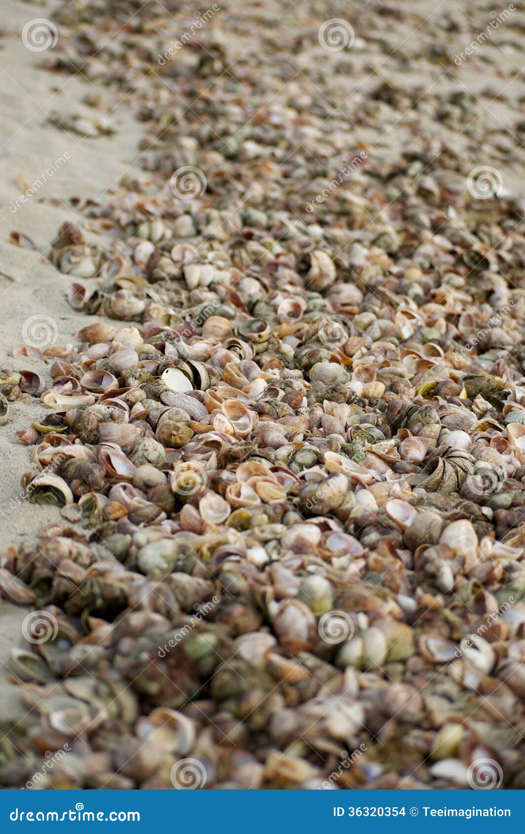 Colorful Sea Shells stock photo. Image of sand, massachusetts - 36320354