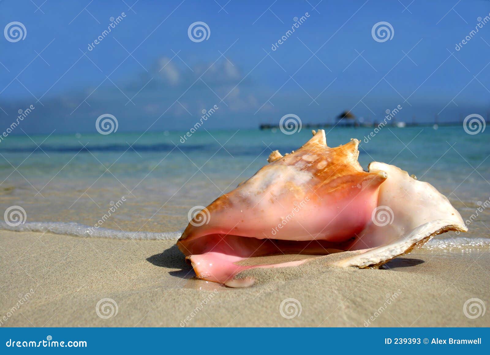 Beach Conch stock image. Image of ocean, caribbean, paradise - 239393