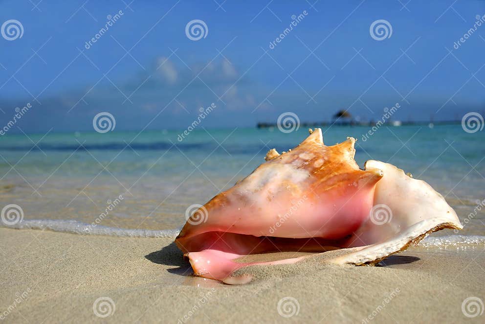 Beach Conch stock image. Image of ocean, caribbean, paradise - 239393