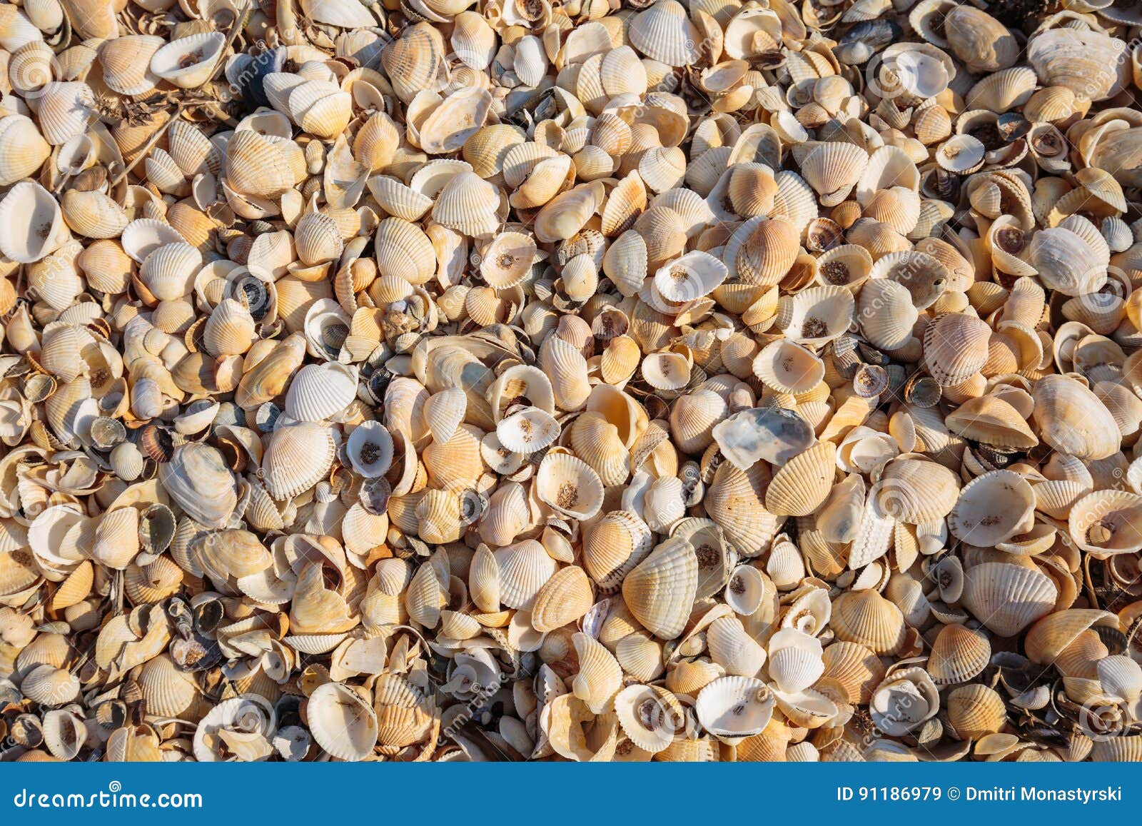 The Beach is Covered with Multicolored Shells of Shellfish. Stock Image ...