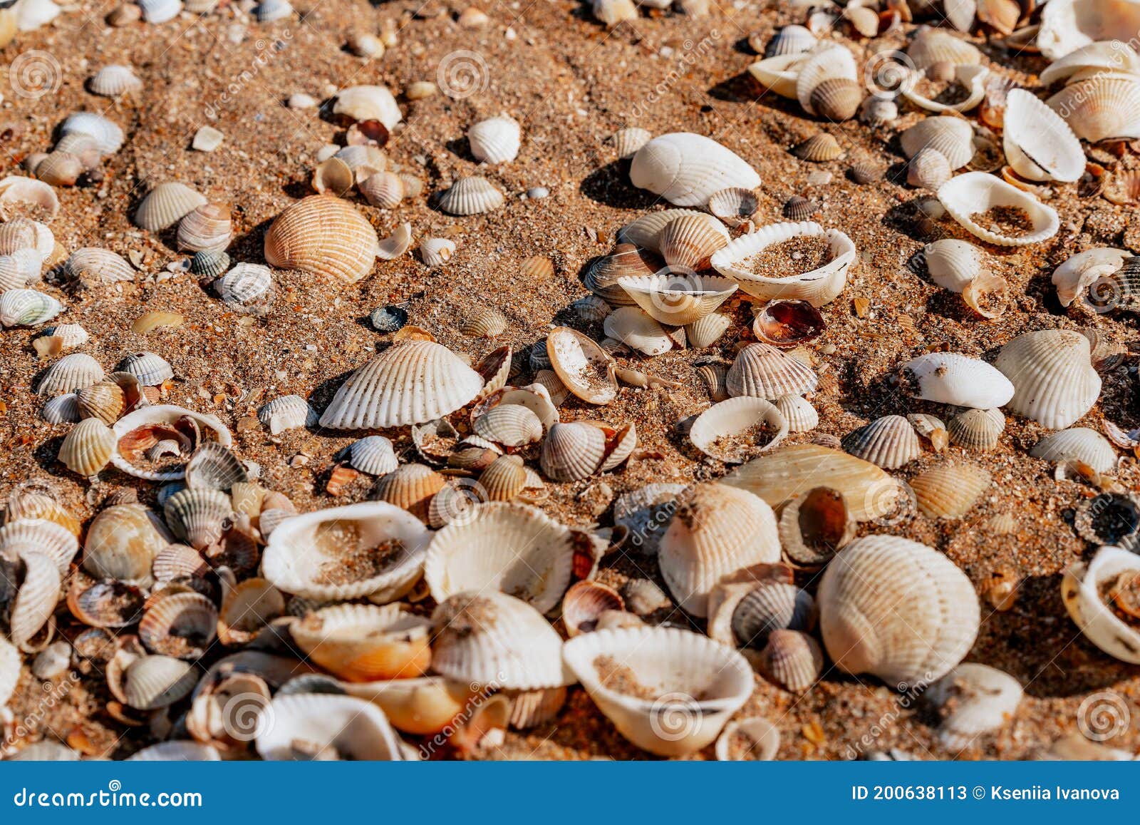 Beach Covered with Seashells, Background Image of Seashells, Closely ...