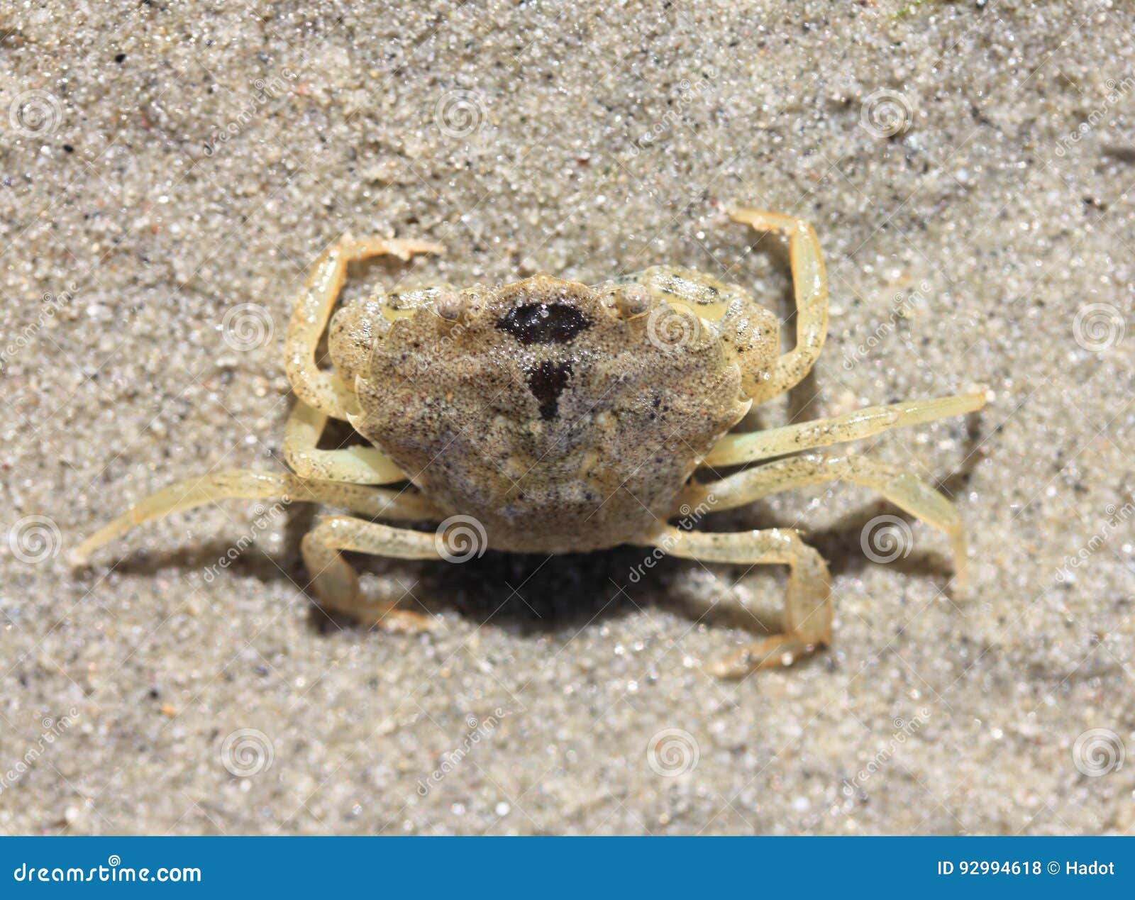 Beach crab Carcinus maenas stock photo. Image of shellfish - 92994618