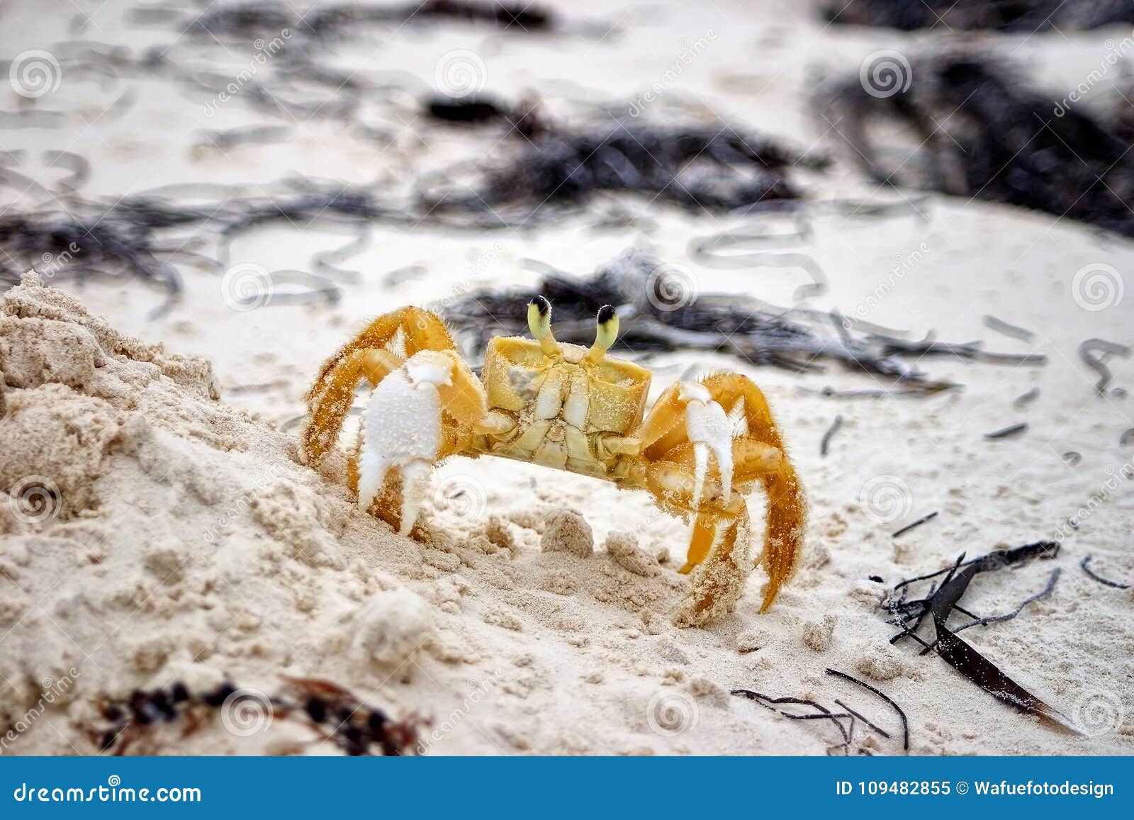 Beach Crab stock image. Image of crawfish, cayo, tropics - 109482855