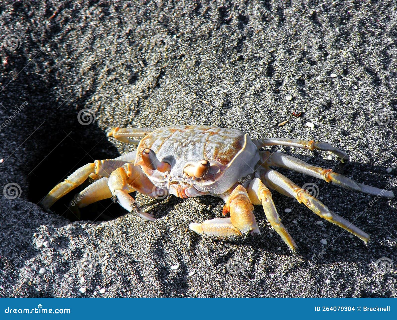 Beach crab stock photo. Image of house, protecting, guarding - 264079304