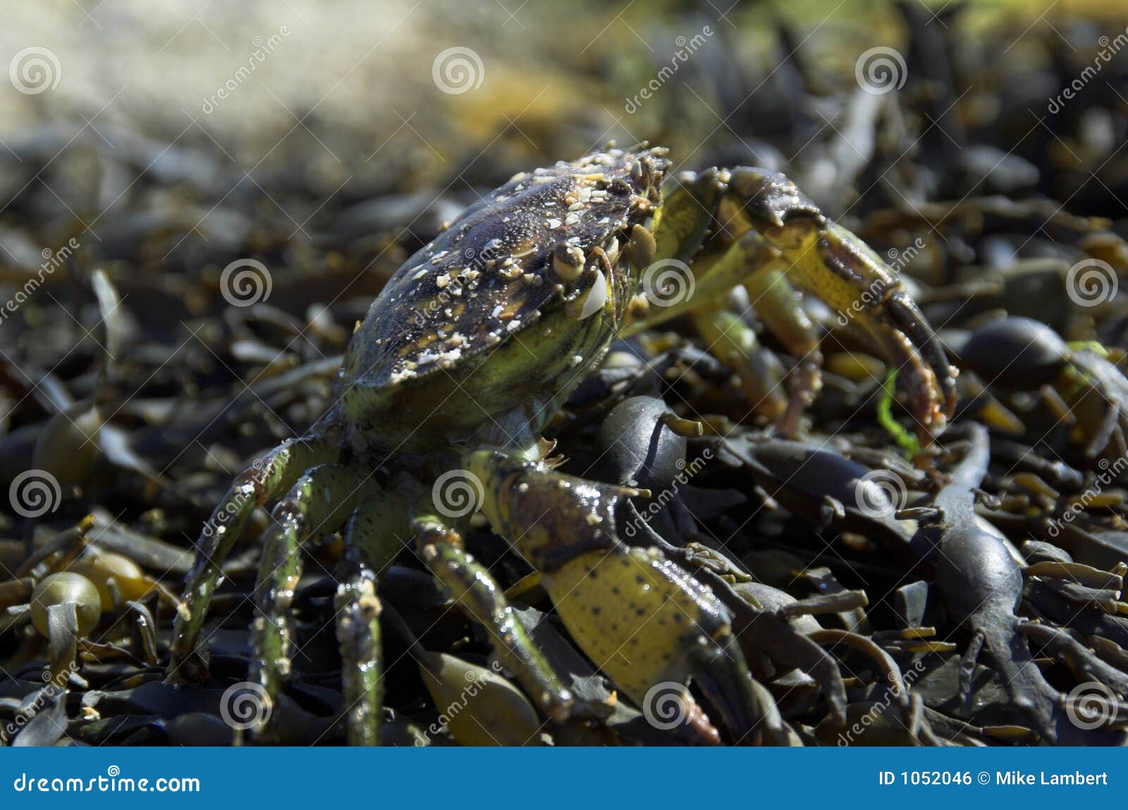 Beach crab and shells stock photo. Image of coastline - 1052046