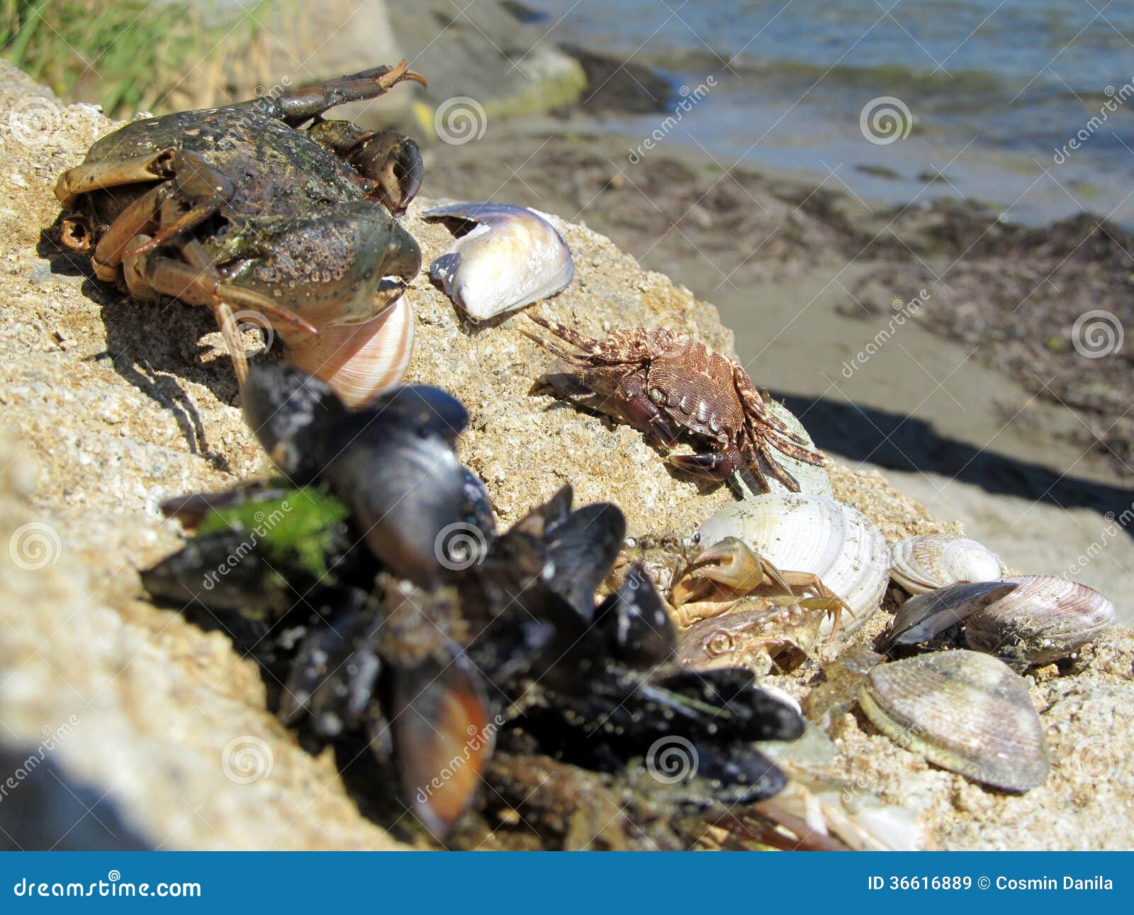 Beach creatures in the sun stock image. Image of seashells - 36616889