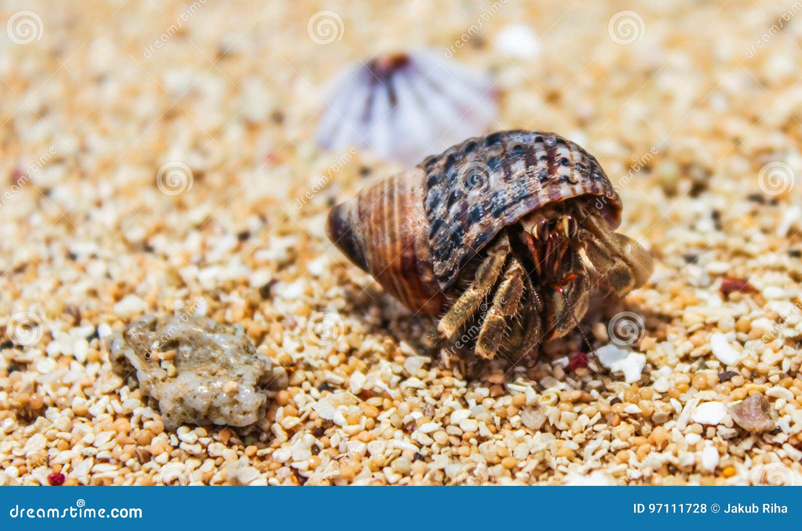 Beach critter stock photo. Image of living, conchology - 97111728