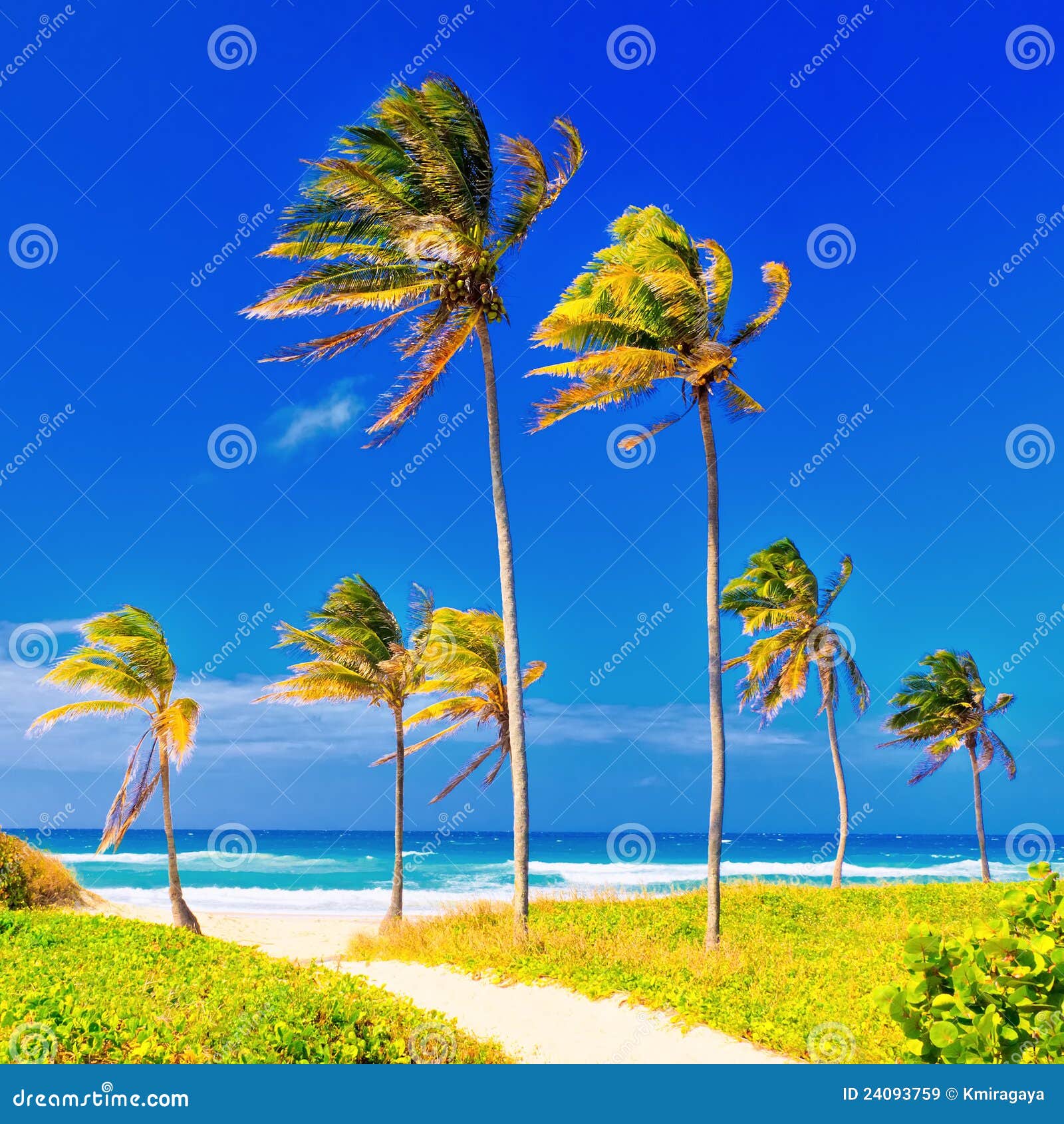 The Beach in Cuba on a Beautiful Summer Day Stock Image - Image of ...