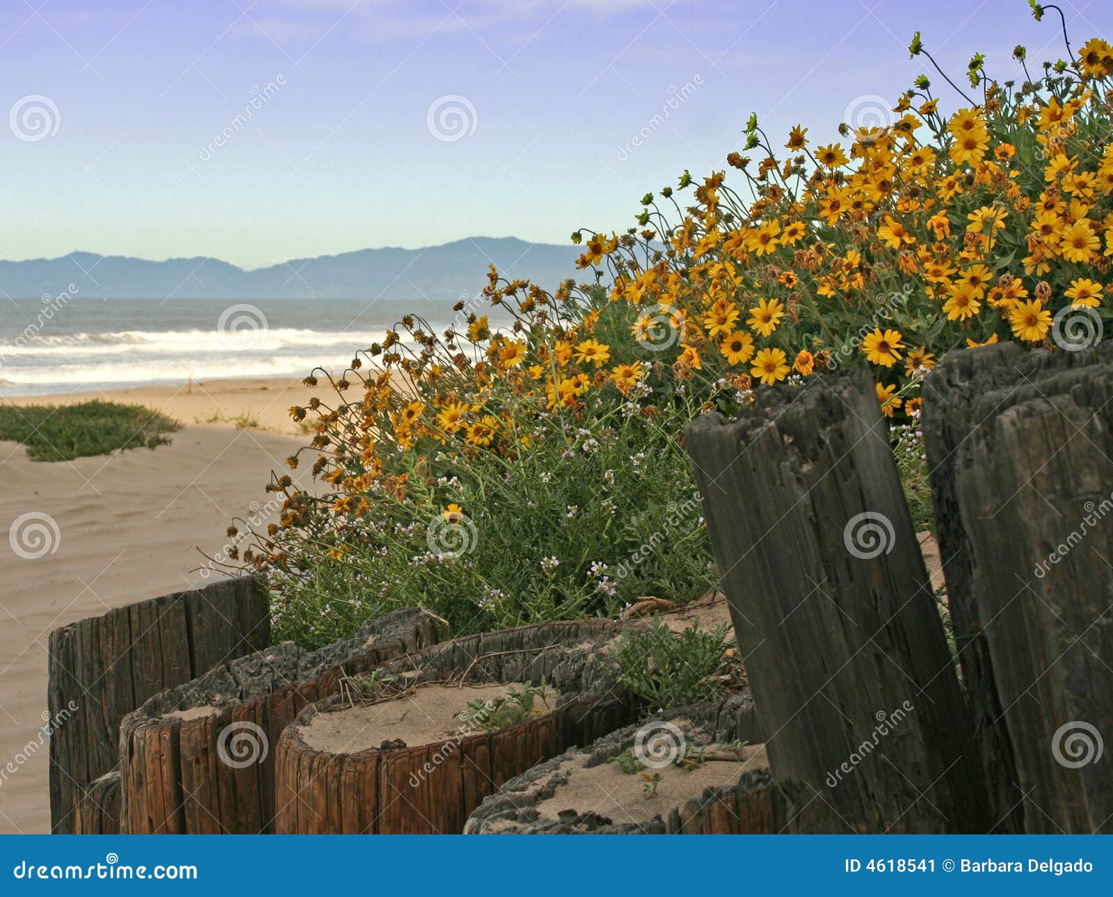 Beach Daisies stock image. Image of rustic, shore, ocean - 4618541