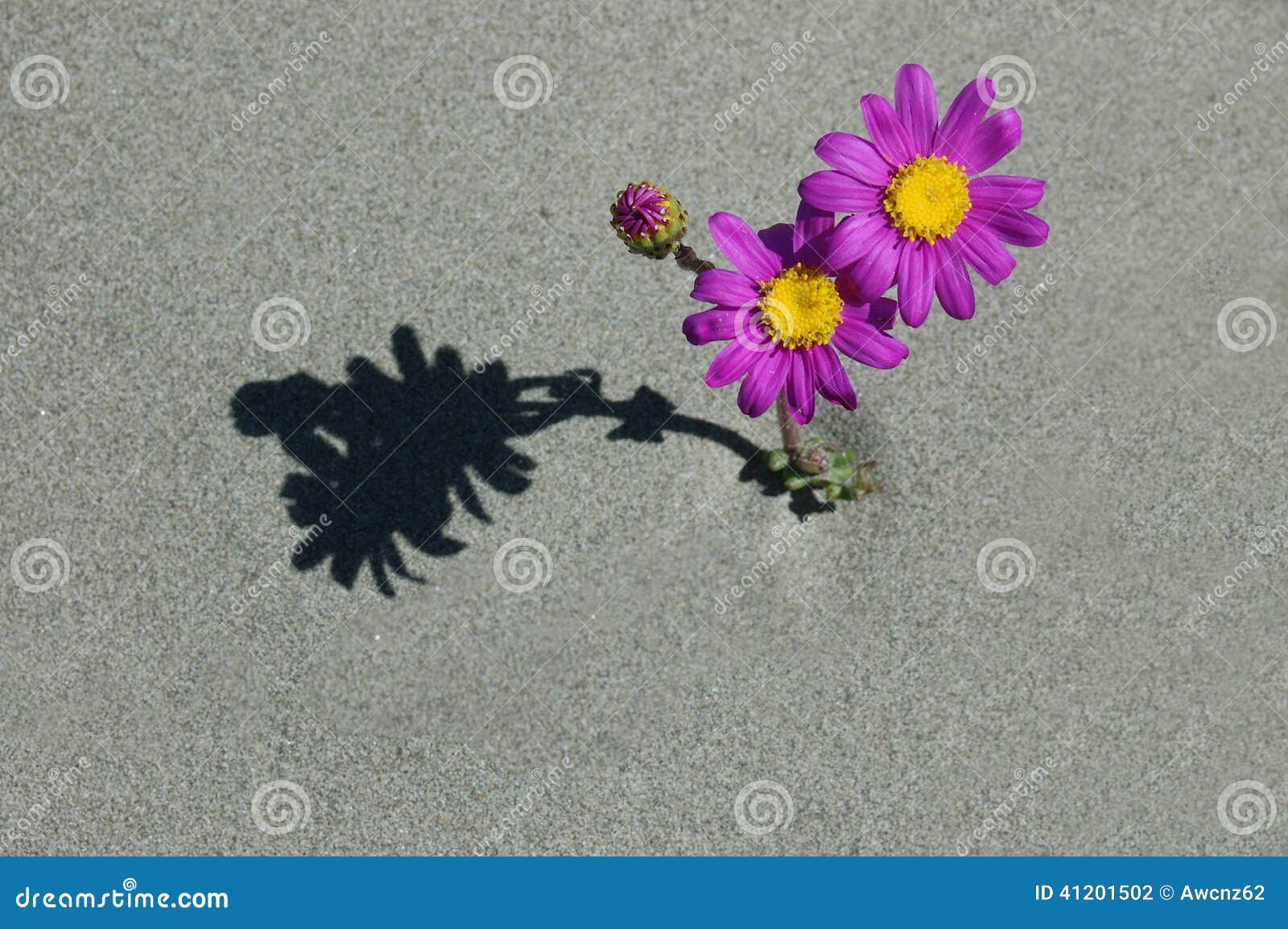 Beach daisy stock photo. Image of blossoms, blooms, beach - 41201502