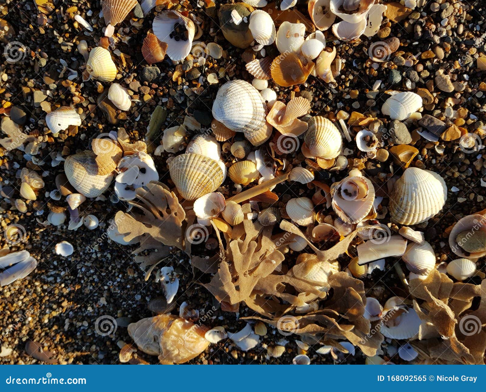 Beach Debris, Sand, Shells and Seaweed Stock Image - Image of seaweed ...