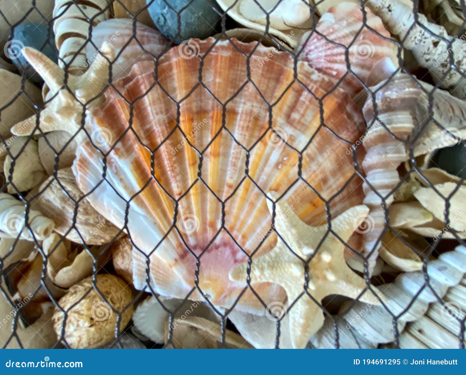 A Beach Decorative Home Souvenir of Shells Behind Wire Stock Image ...