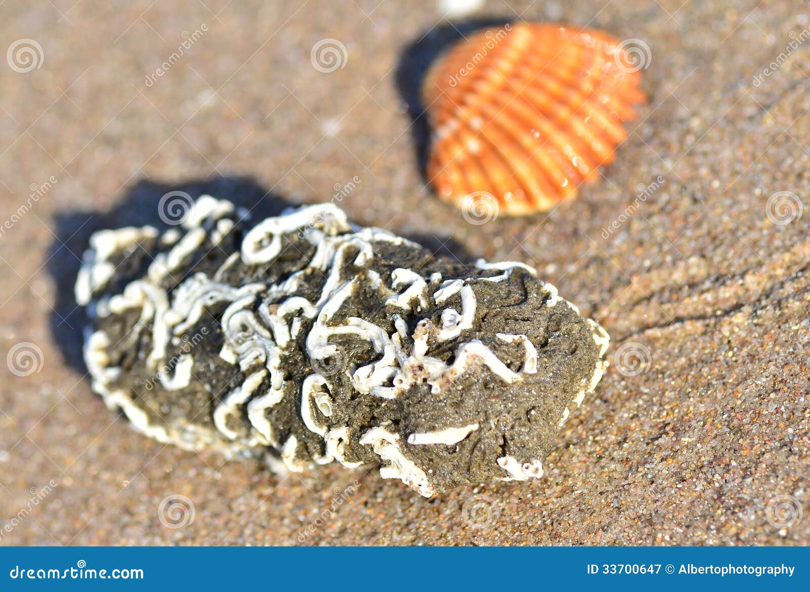 Beach detail stock image. Image of detail, background - 33700647