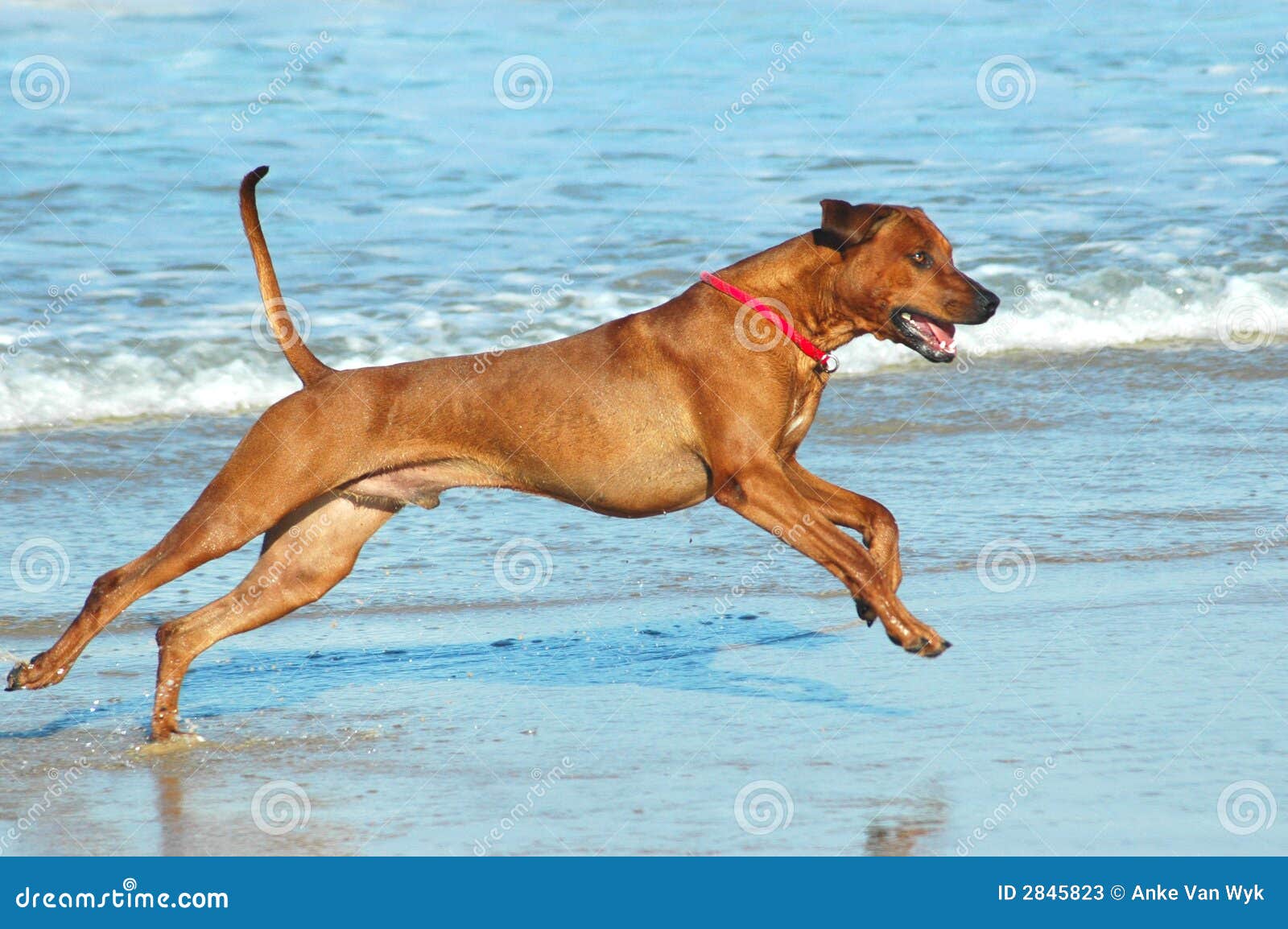 Beach dog stock image. Image of action, beautiful, adorable - 2845823