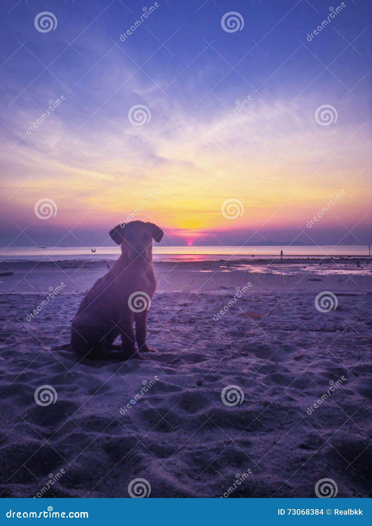 Beach Dog stock photo. Image of samui, view, alone, thailand - 73068384