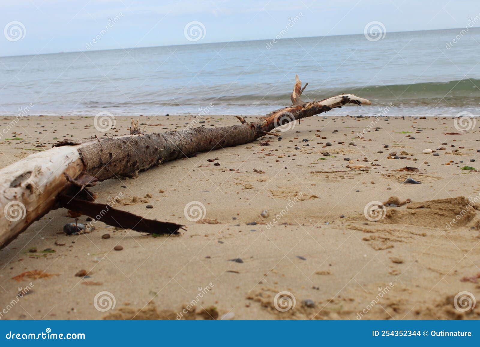 Beach Driftwood on a Sandy Beach Stock Photo - Image of driftwood ...