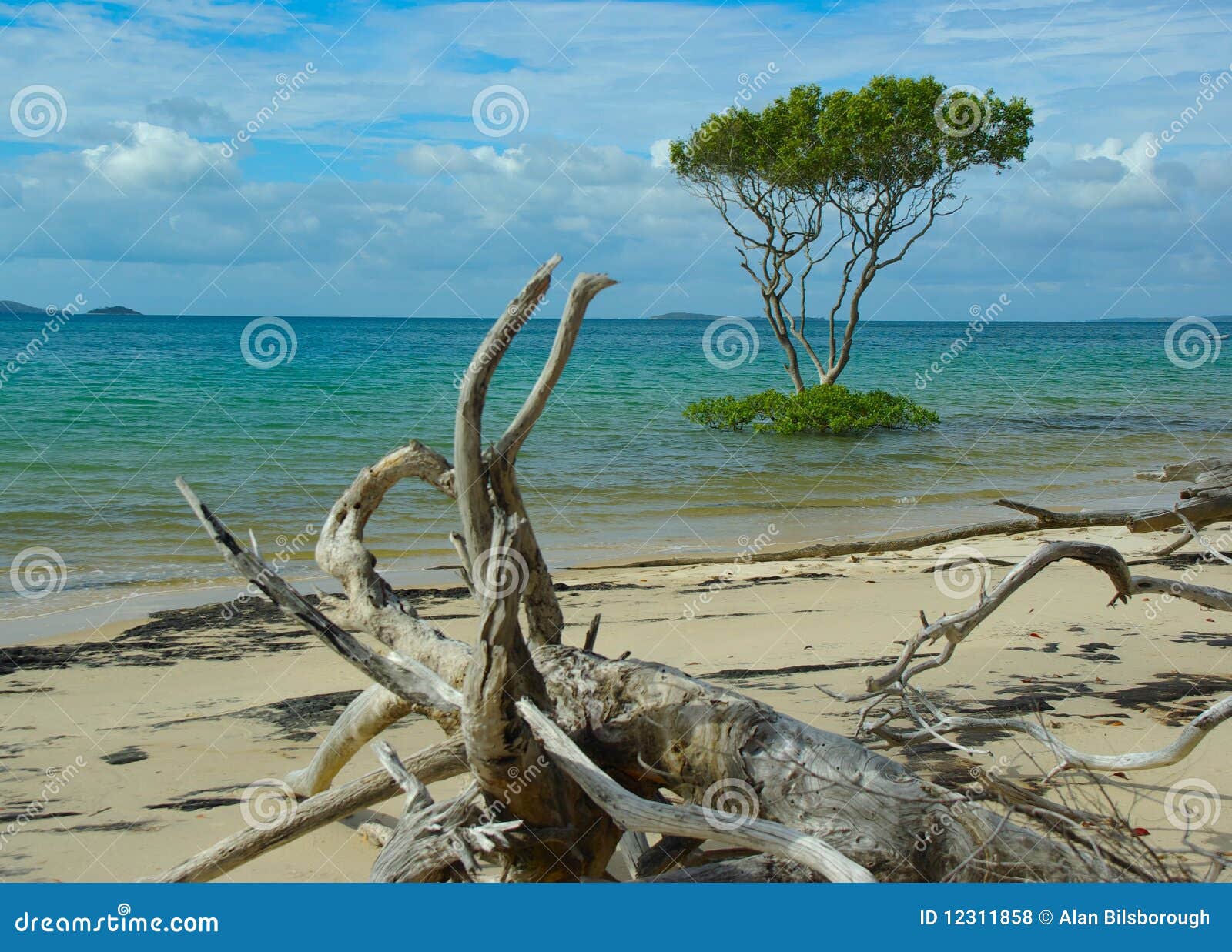 Beach with Driftwood and Trees Stock Photo - Image of landscape, drift ...