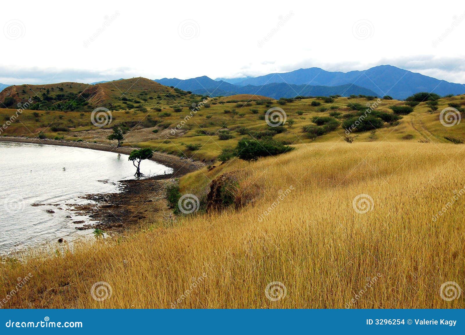 Beach on a dry land stock photo. Image of graminea, black - 3296254