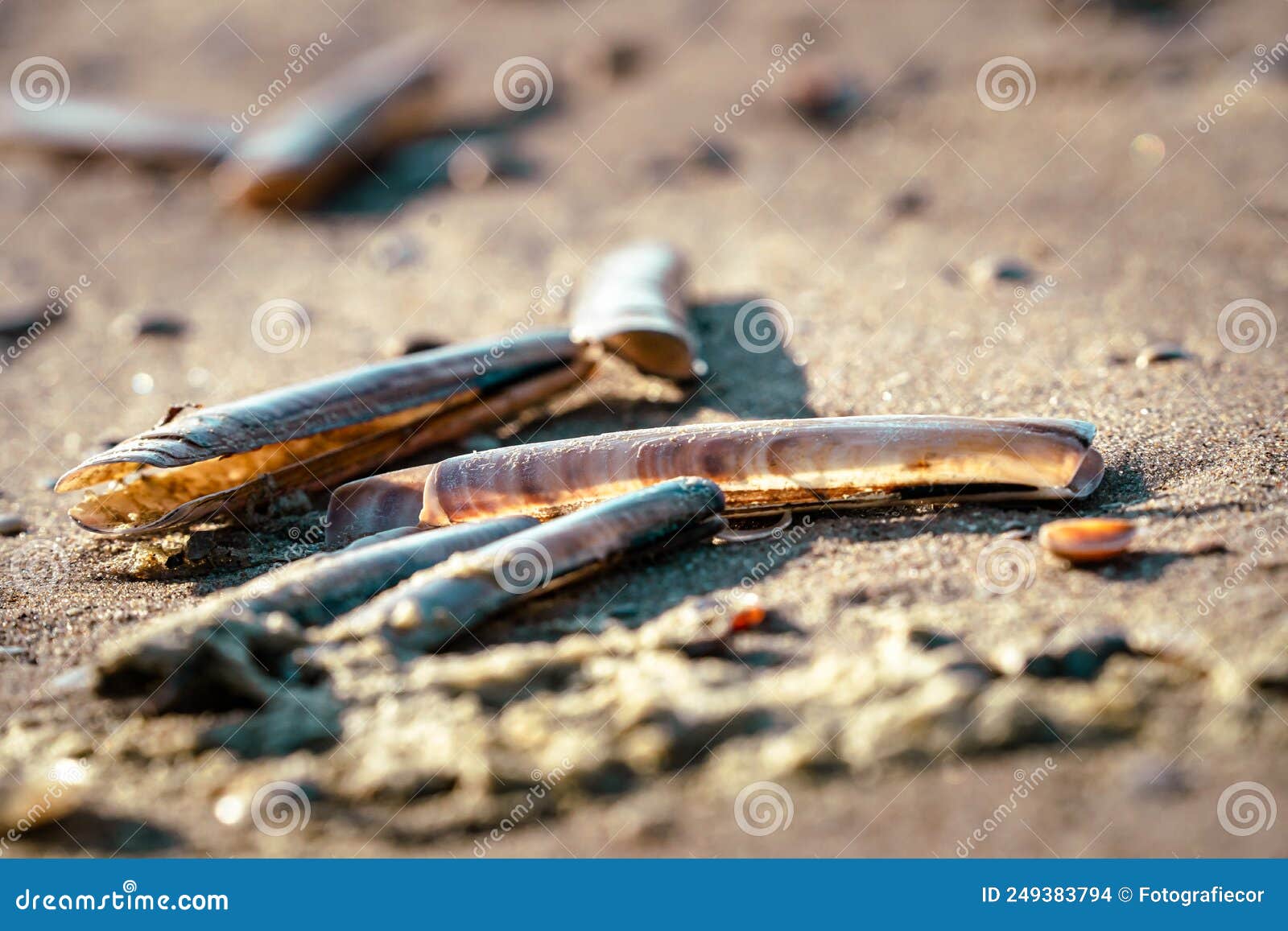Razor Shells Washed Up on Beach and Piled Up Stock Photo - Image of ...