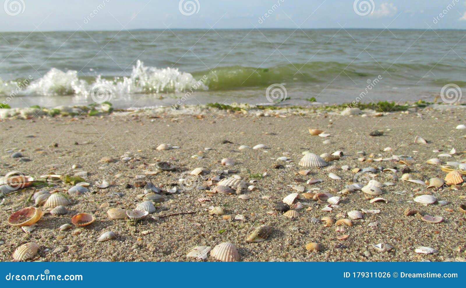Sandy Beach with Shells,sea Waves Stock Photo - Image of shellssea ...