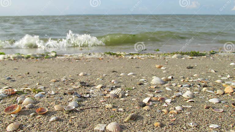 Sandy Beach with Shells,sea Waves Stock Photo - Image of shellssea ...
