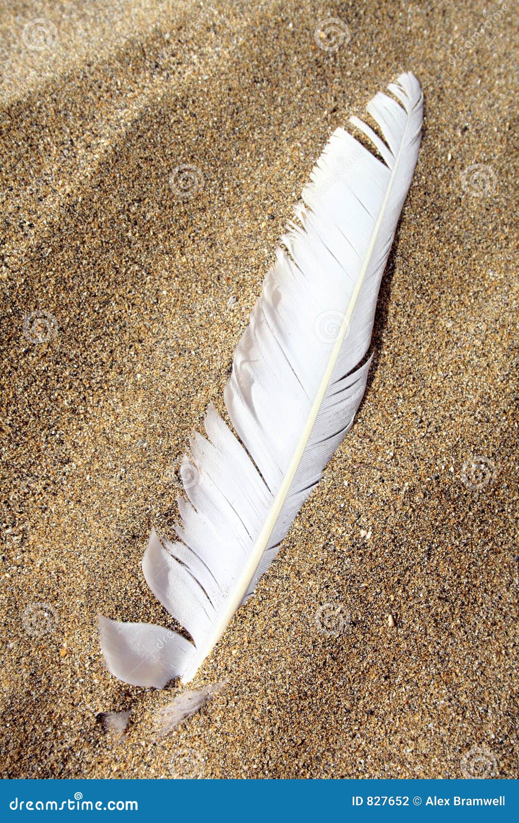 Beach Feather stock photo. Image of soft, white, natural - 827652
