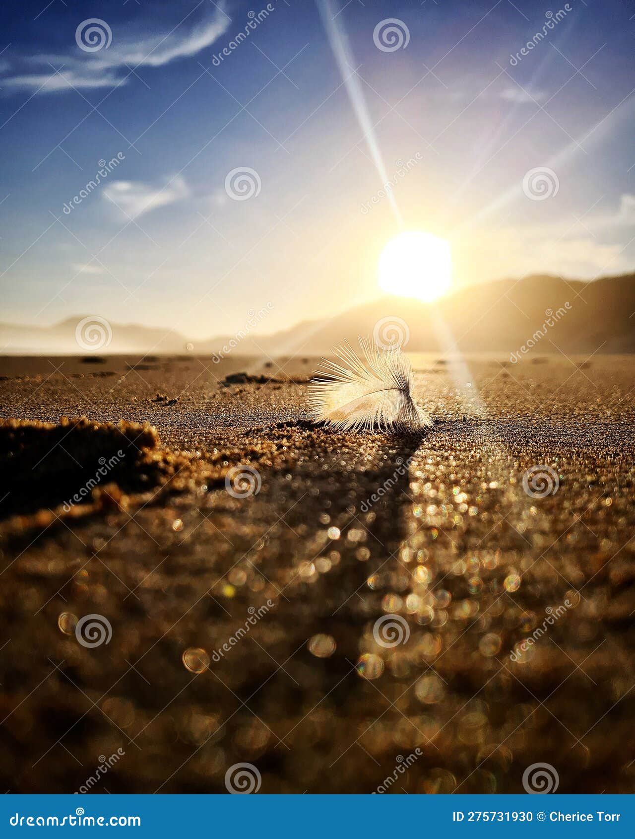 Beach feather at sunset stock photo. Image of mountains - 275731930