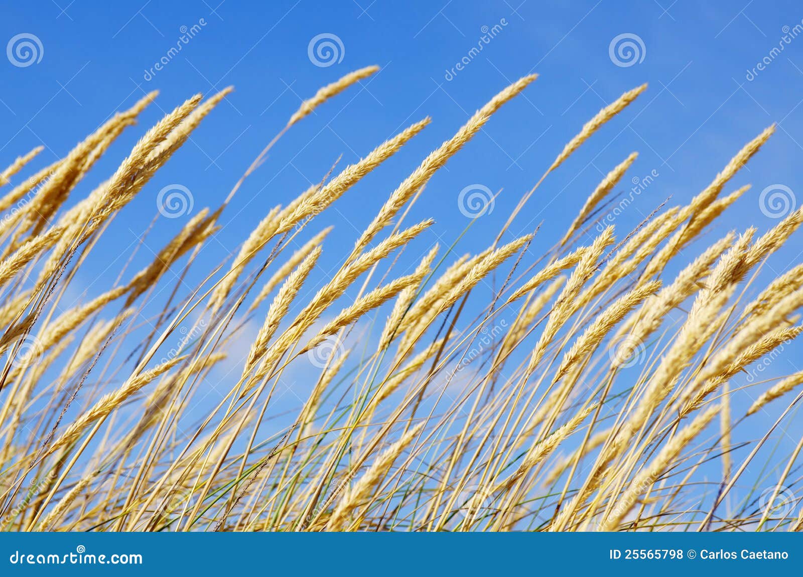 Beach Flora stock photo. Image of barley, close, rural - 25565798