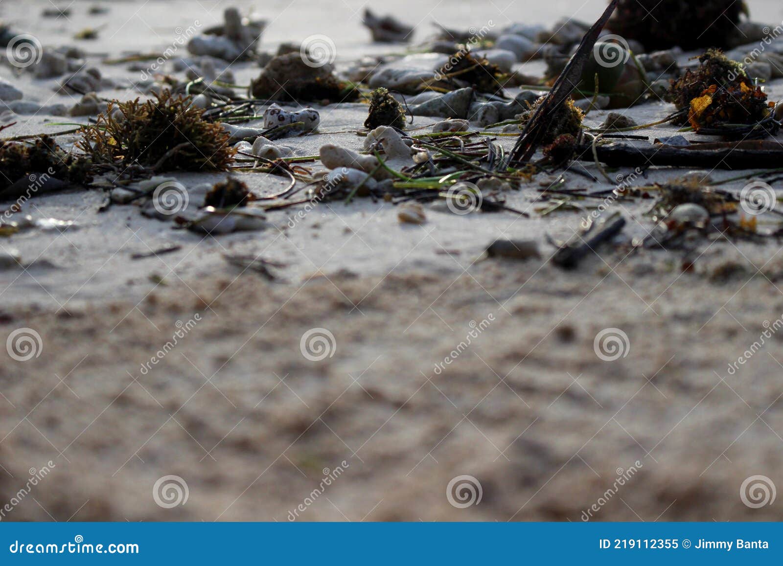 Beach Flotsam stock image. Image of flotsam, leaf, winter - 219112355