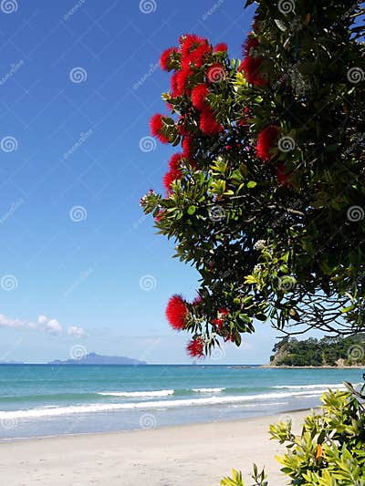 New Zealand: Red Flowering Tree at Beach Stock Photo - Image of native ...