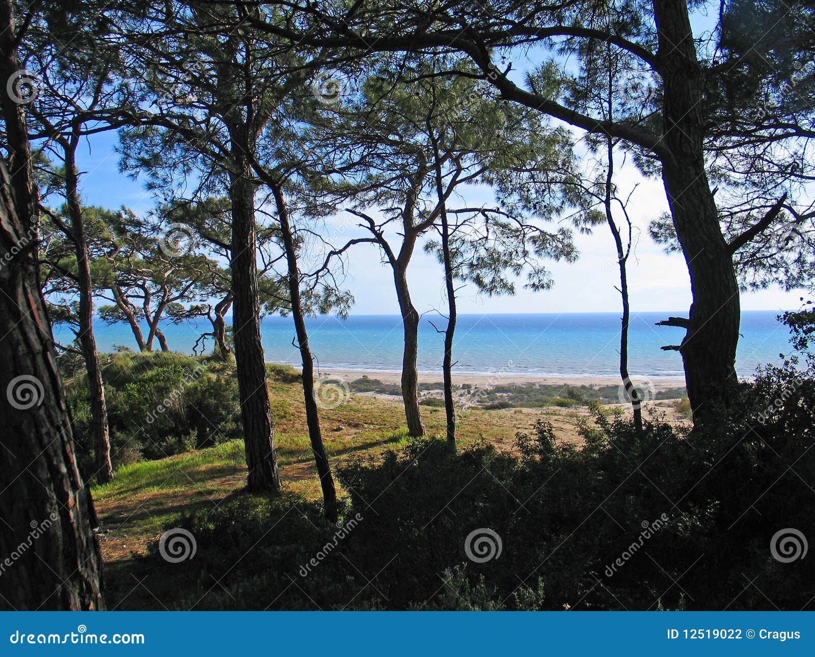 Beach and forest stock photo. Image of green, asia, exotic - 12519022