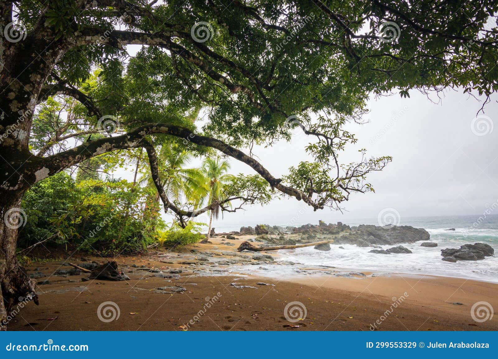Beach and Forest of Drake Bay (Costa Rica) Stock Image - Image of palm ...