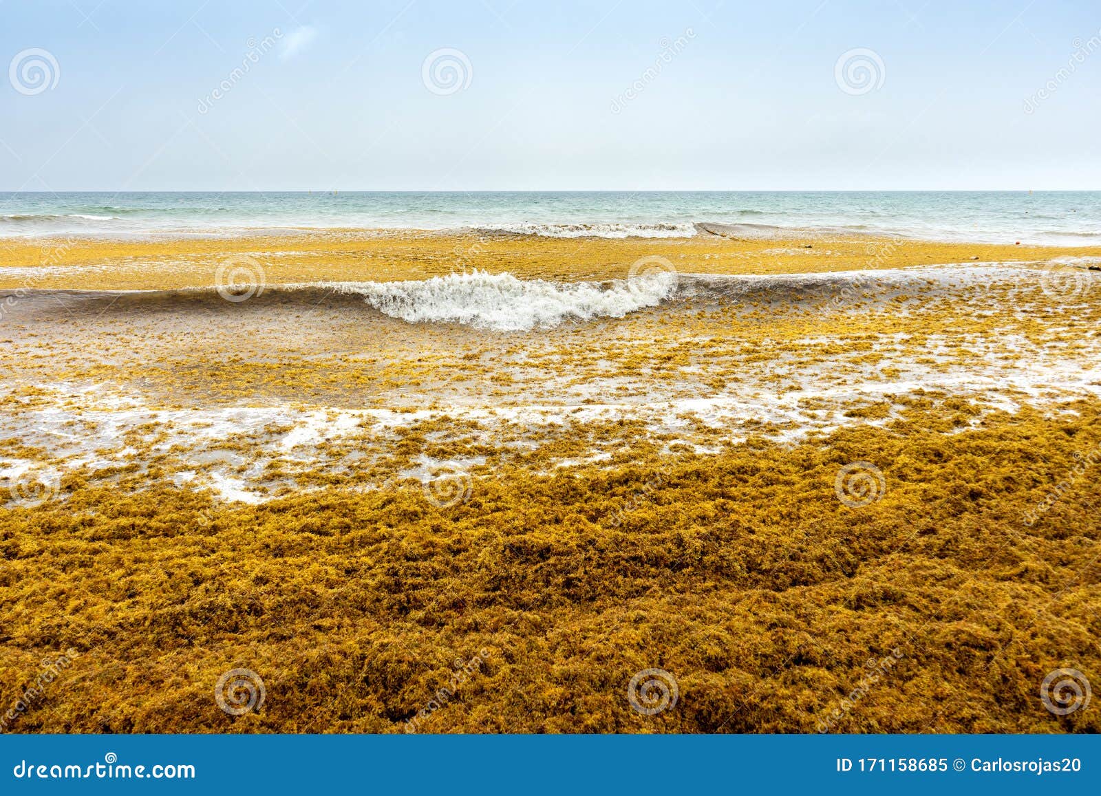 Beach full of sargassum stock image. Image of plant - 171158685