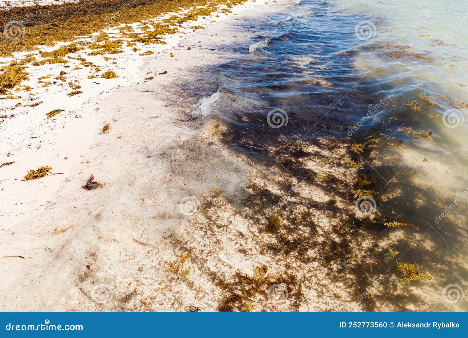 Sargassum Algae Problem In Playa Del Carmen Stock Photo | CartoonDealer ...