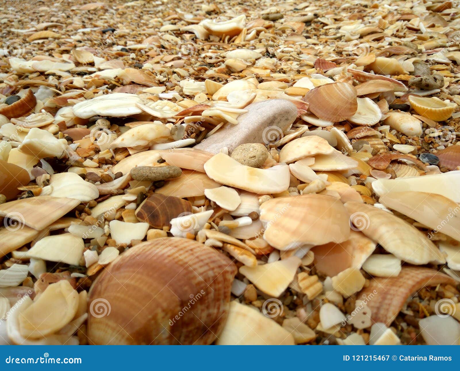 Seashells stock image. Image of beach, summer, seashells - 121215467