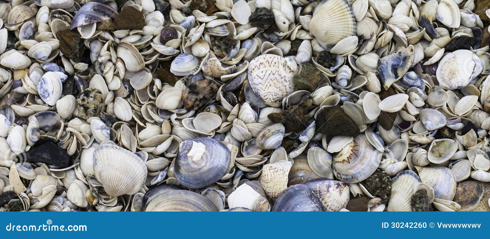 Shells stock photo. Image of pile, beach, shells, shell - 30242260