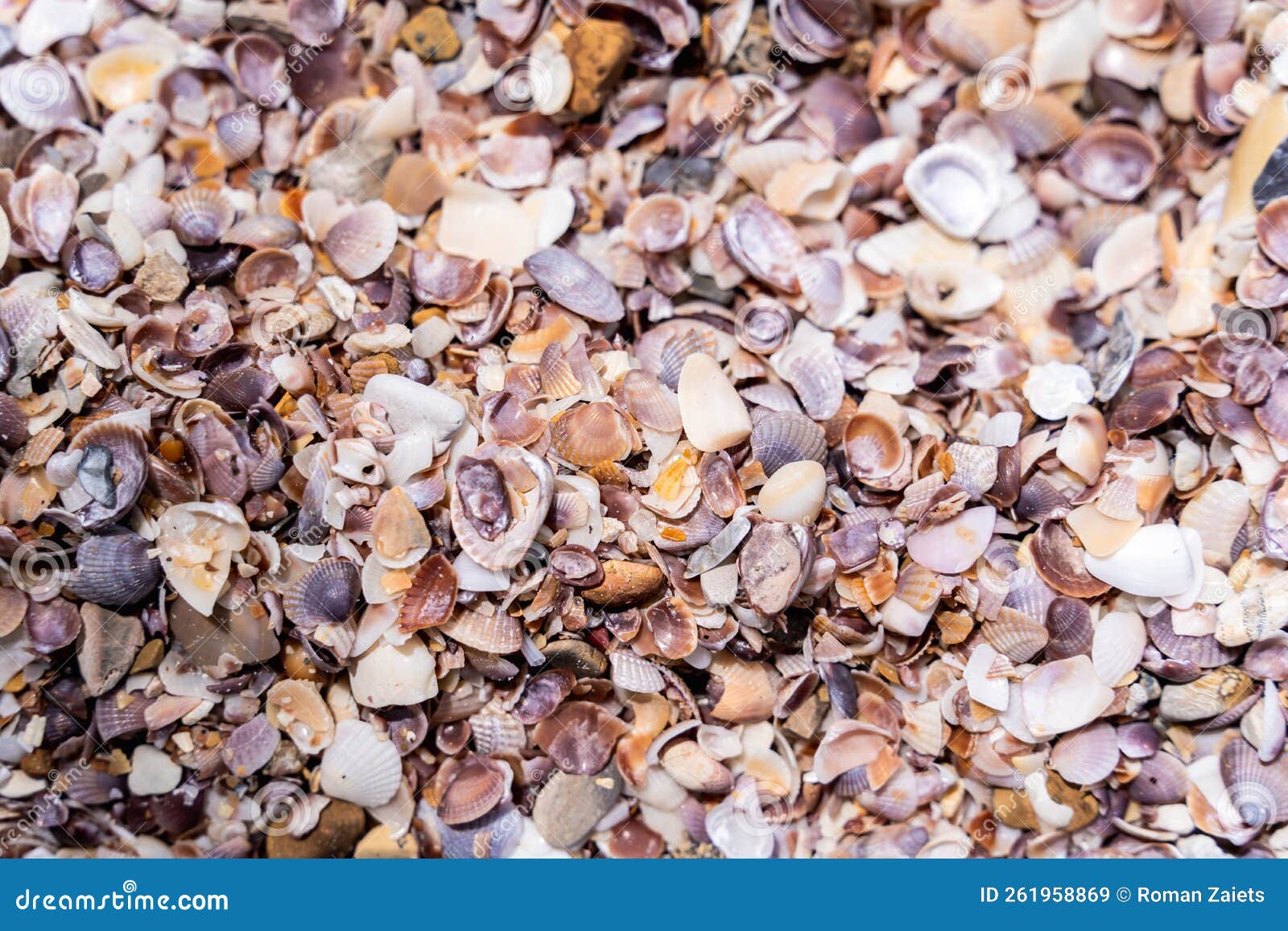 Beach Full of Shells on the Ocean Side Stock Image - Image of abstract ...