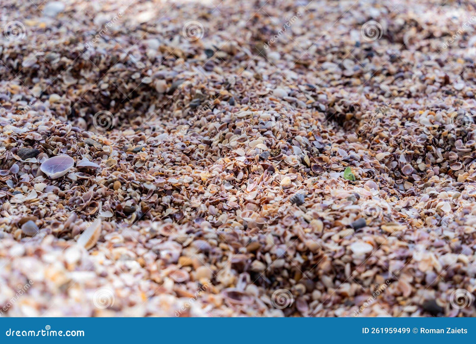 Beach Full of Shells on the Ocean Side Stock Image - Image of shells ...