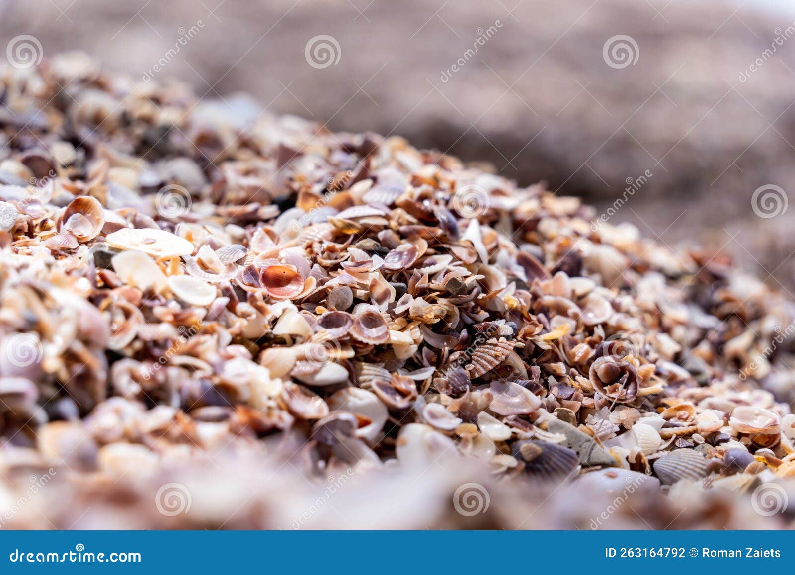 Beach Full of Shells on the Ocean Side Stock Photo - Image of natural ...