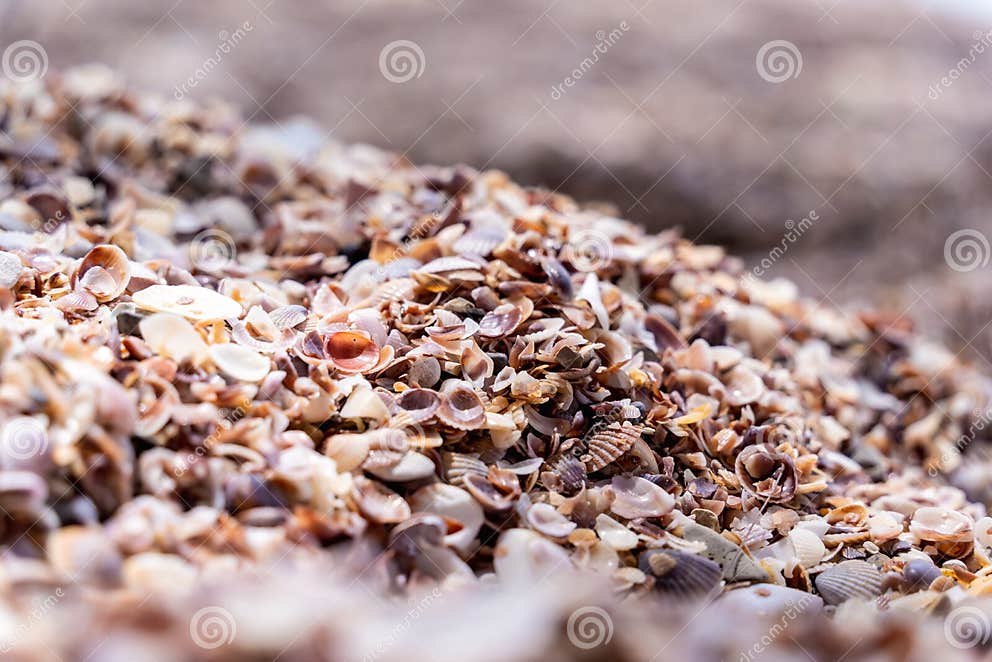 Beach Full of Shells on the Ocean Side Stock Photo - Image of natural ...