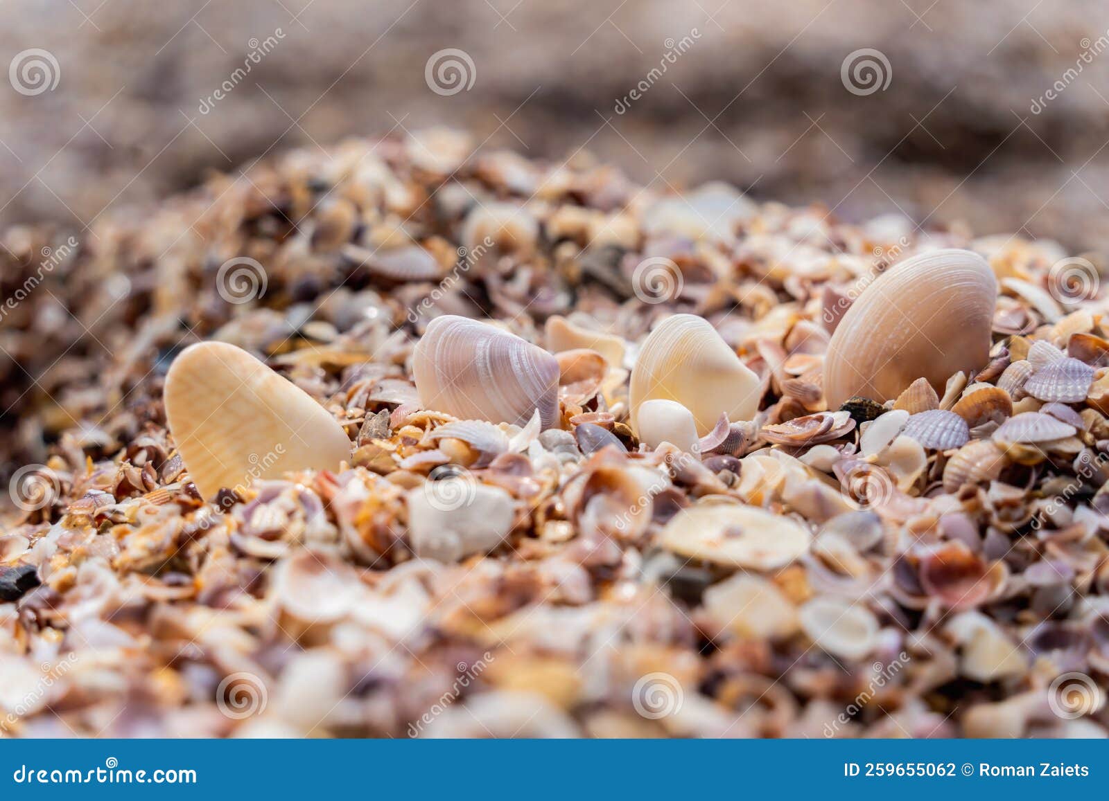 Beach Full of Shells on the Ocean Side Stock Photo - Image of nature ...