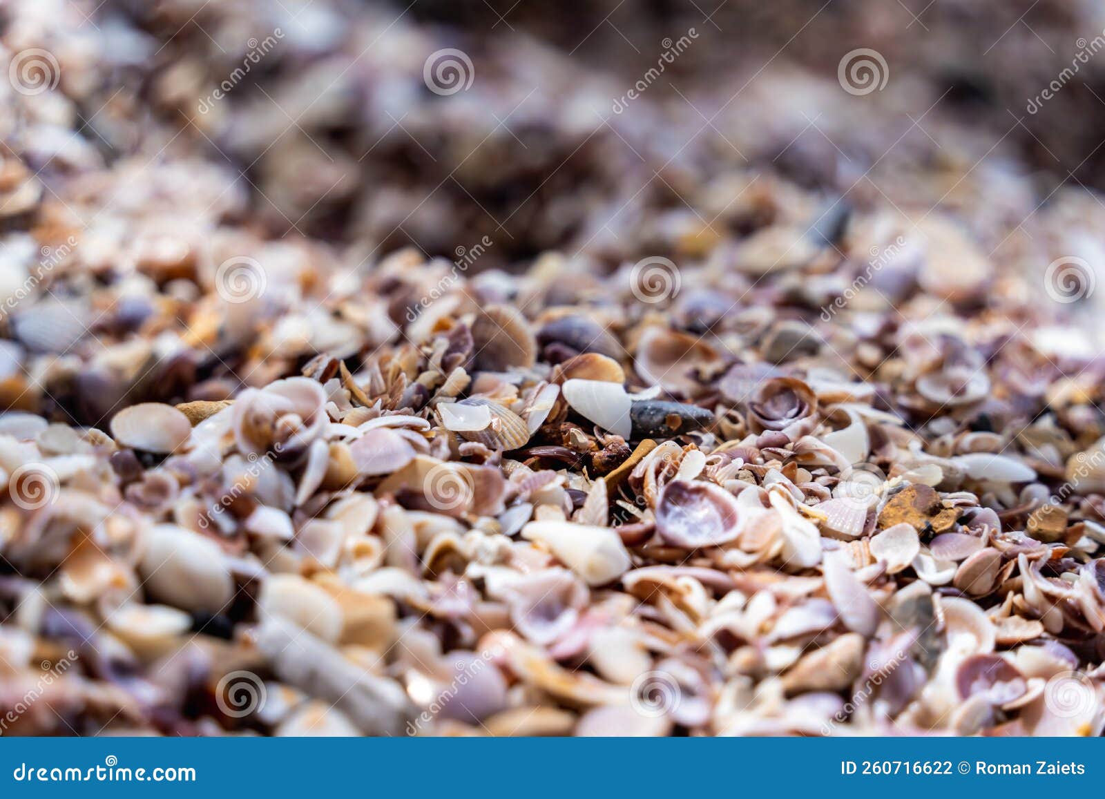 Beach Full of Shells on the Ocean Side Stock Photo - Image of coastline ...