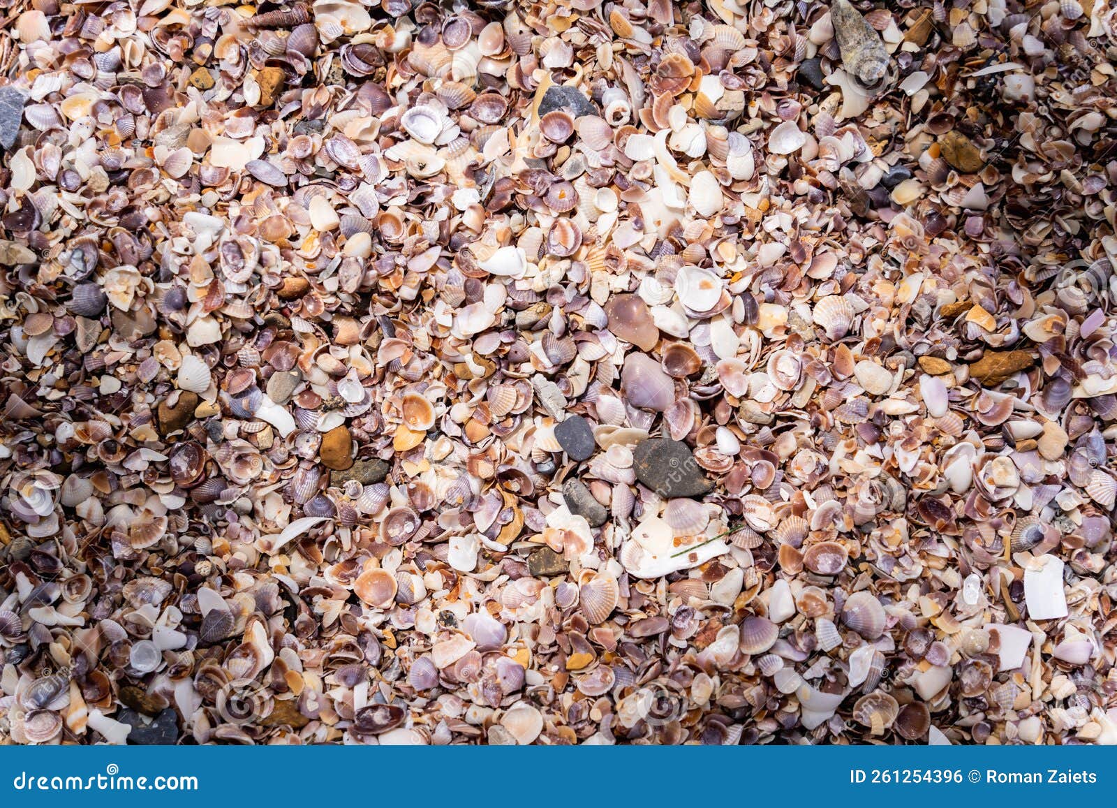 Beach Full of Shells on the Ocean Side Stock Photo - Image of fish ...